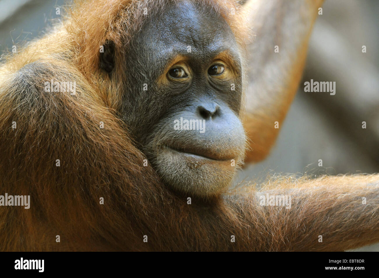Sumatran orangutan pongo pygmaeus abelii hi-res stock photography and ...