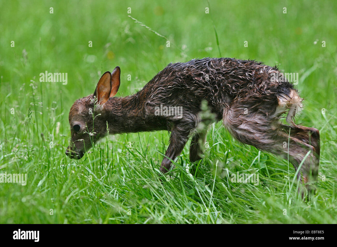 sika deer (Cervus nippon), just born pup, Germany Stock Photo - Alamy