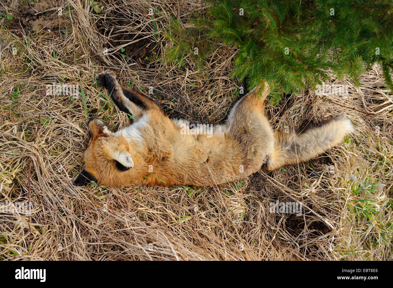 red fox (Vulpes vulpes), dead red fox lying in grass, Germany, Bavaria ...