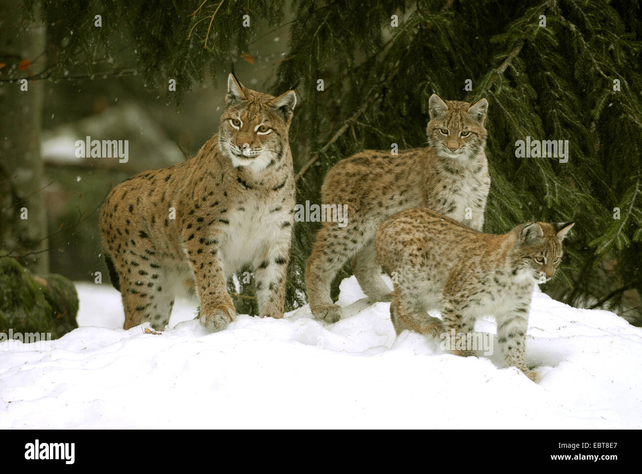 Eurasian lynx (Lynx lynx), with two pups in snow, Germany Stock Photo ...