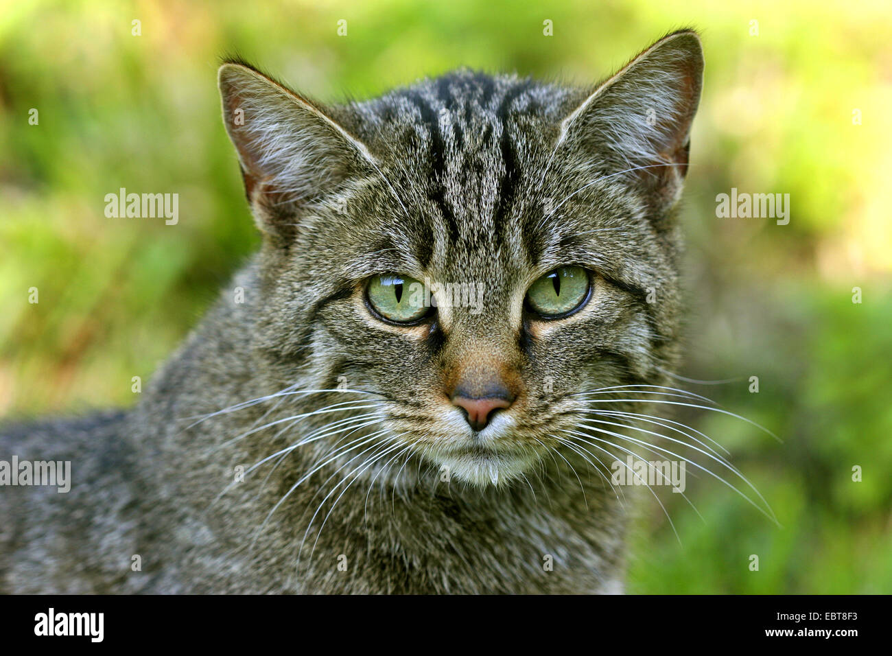 European wildcat, forest wildcat (Felis silvestris silvestris ...