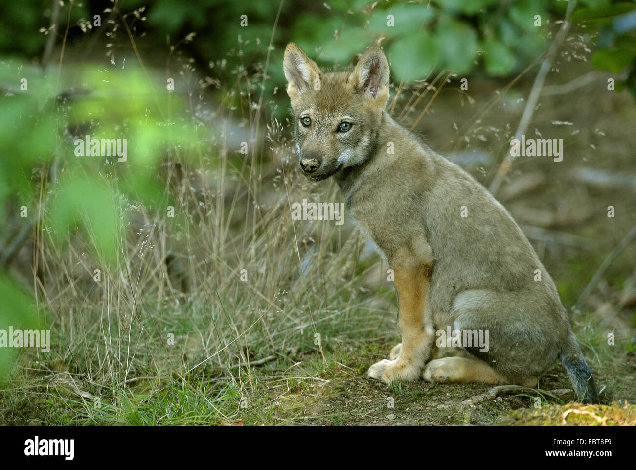European gray wolf (Canis lupus lupus), whelp sitting, Germany Stock ...
