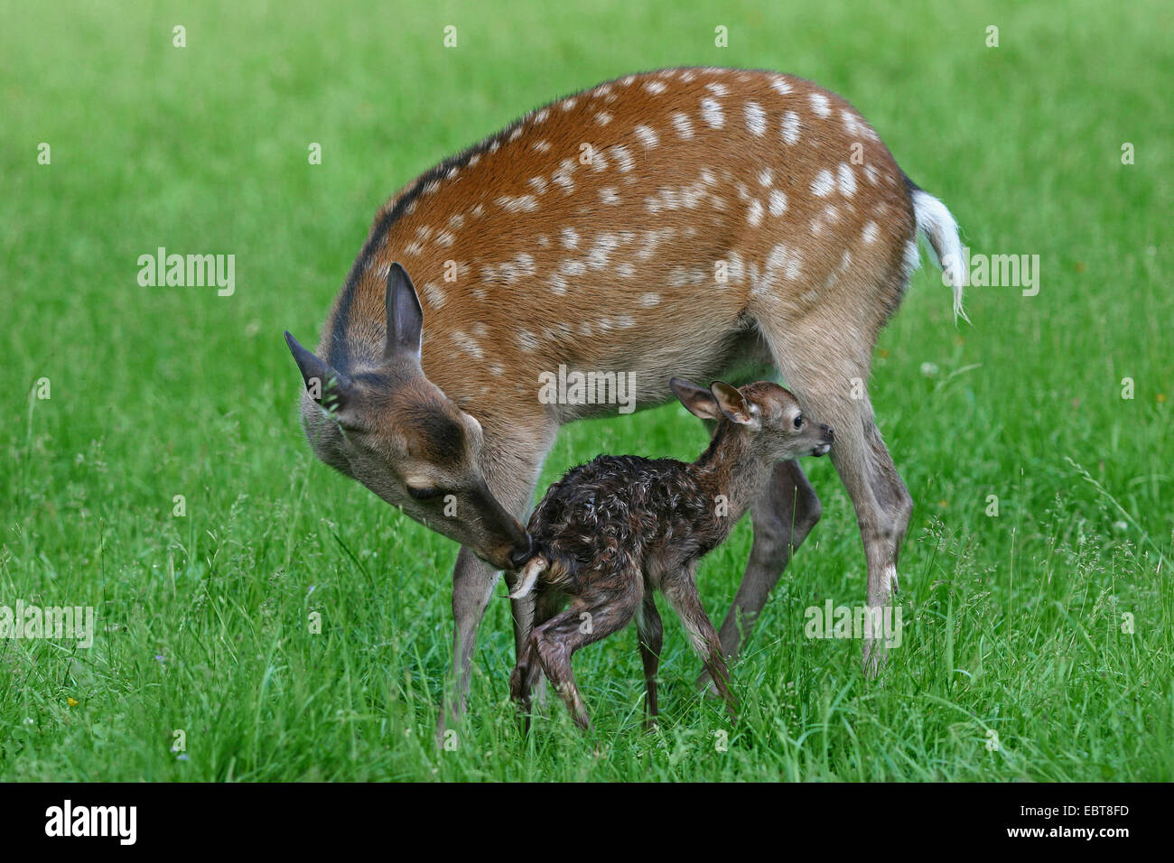 sika deer (Cervus nippon), hind with just born pup, Germany Stock Photo ...
