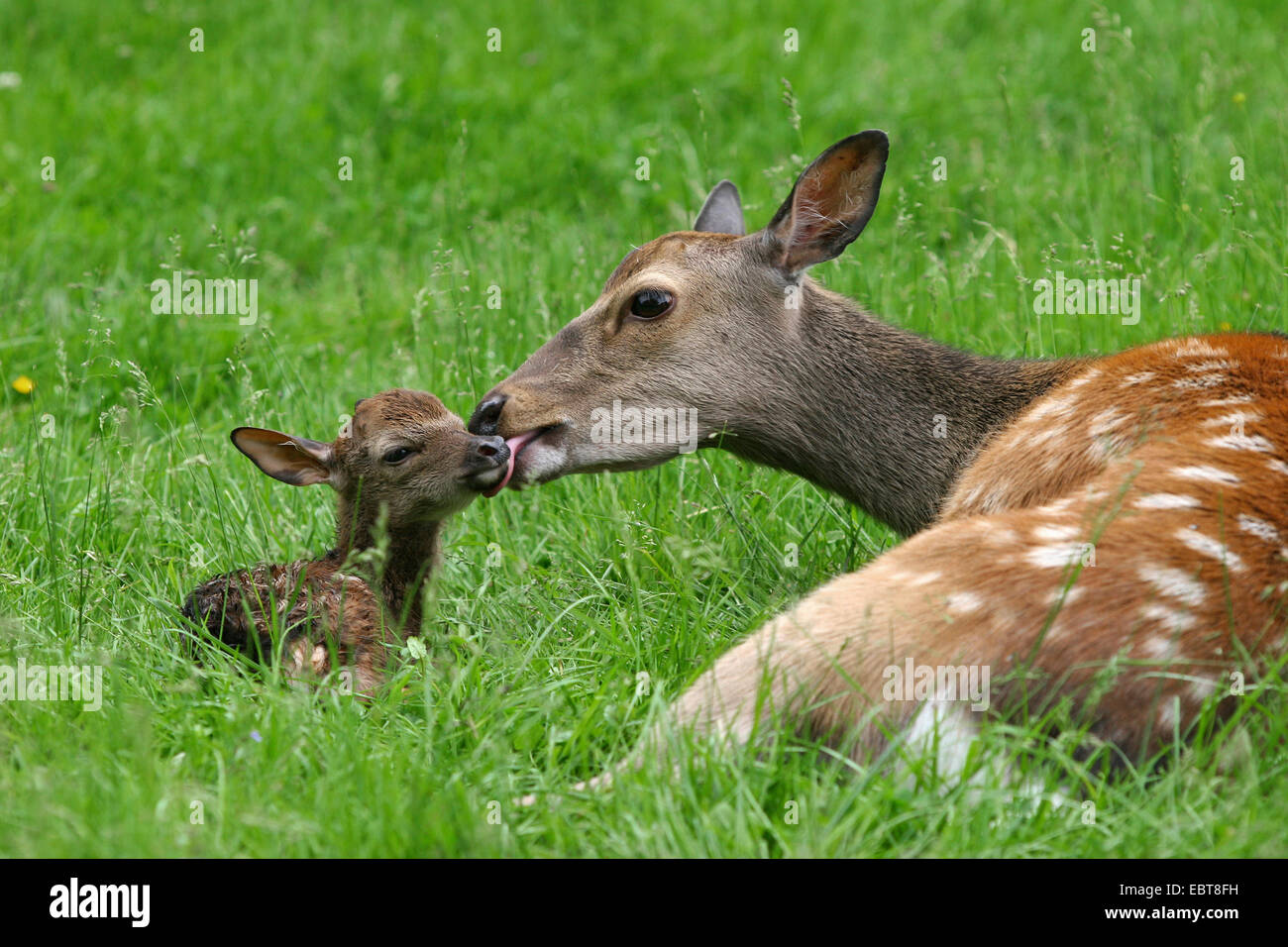 sika deer (Cervus nippon), hind with just born pup, Germany Stock Photo ...