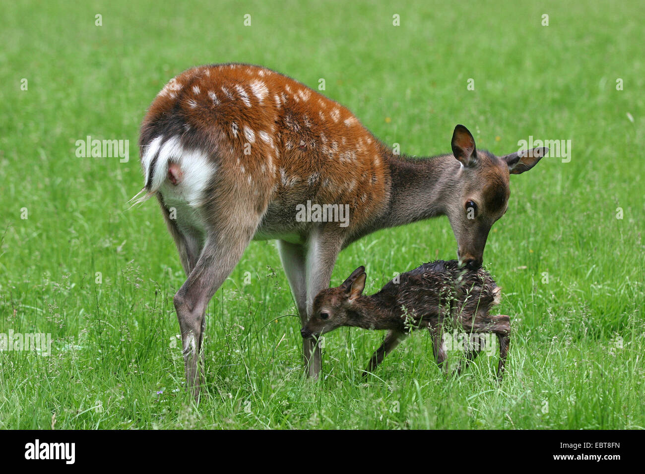 sika deer (Cervus nippon), hind with just born pup, Germany Stock Photo ...
