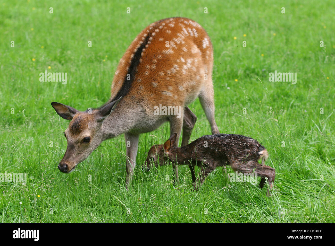 Sika deer hind hi-res stock photography and images - Alamy