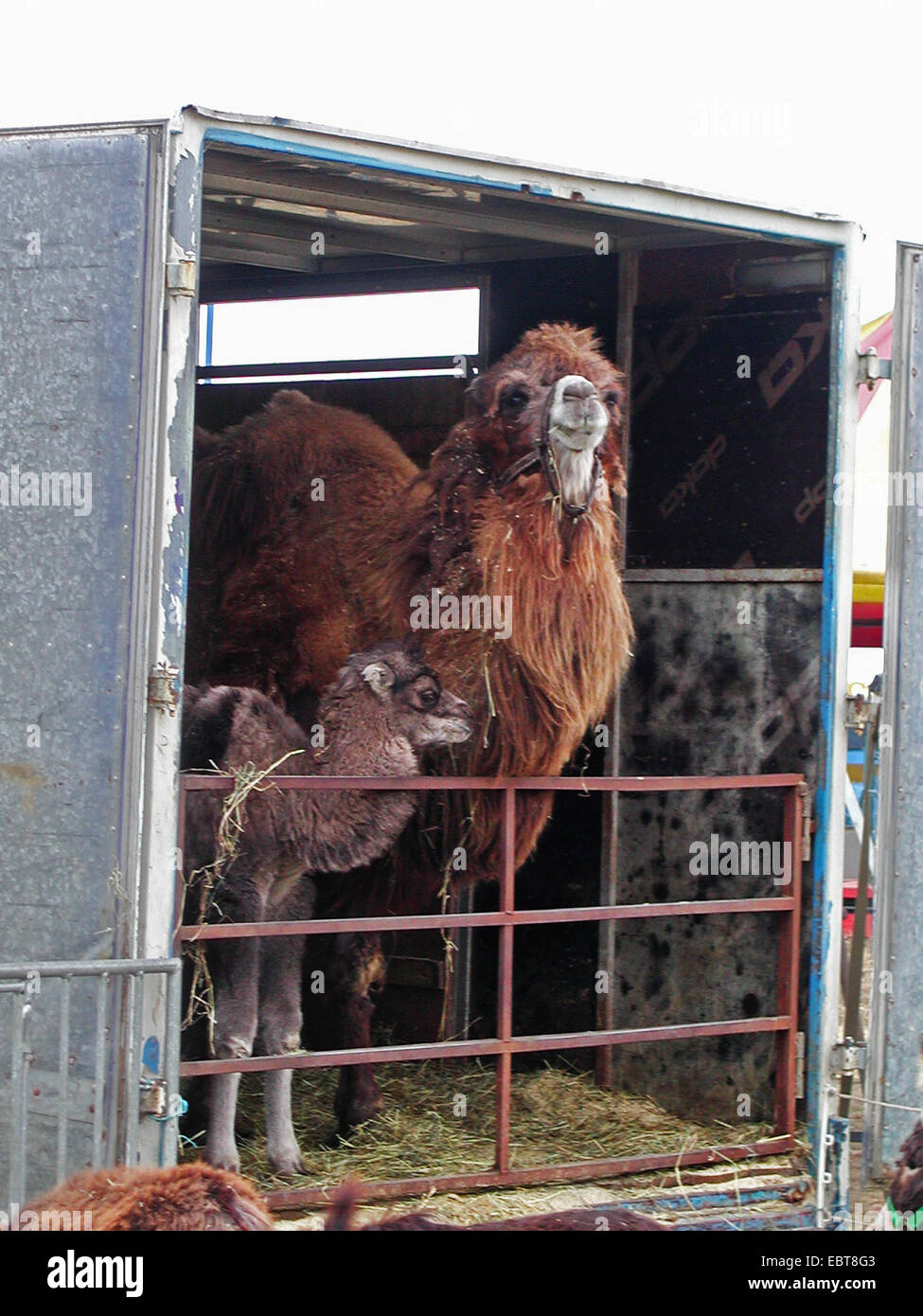 Bactrian camel duo hi-res stock photography and images - Alamy