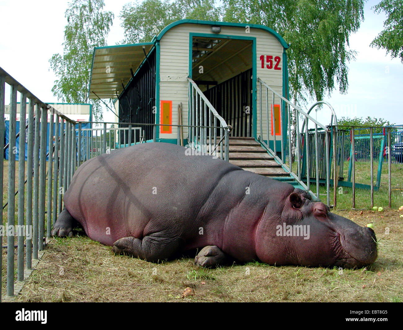 Hippo Sleepy High Resolution Stock Photography and Images - Alamy