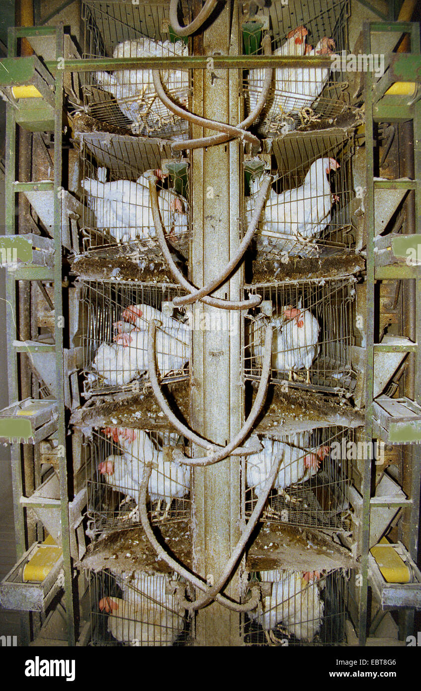 Chicken laying hens hi-res stock photography and images - Alamy