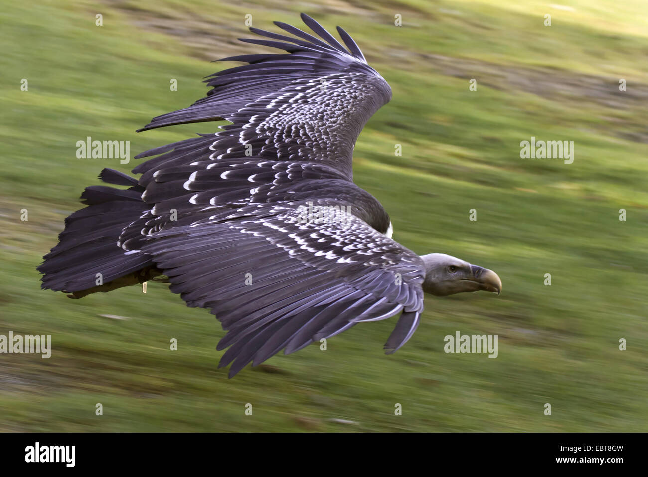 Rueppells griffon vulture gyps hi-res stock photography and images - Alamy