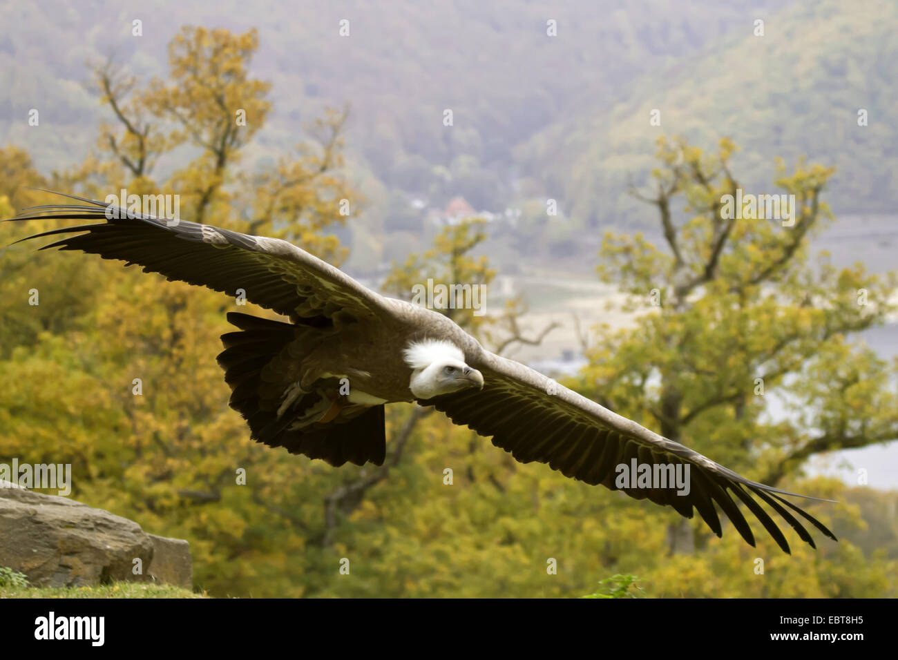 Ruppel's griffon, Rueppells griffon vulture (Gyps rueppelli), fliegend ...