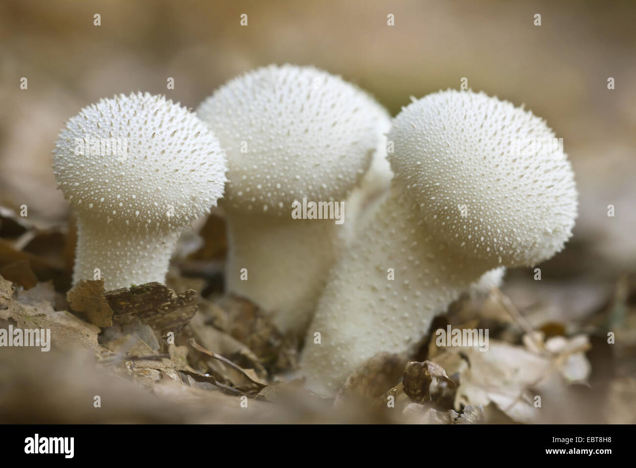 Common puffball, Warted puffball, Gem-studded puffball, Devil's snuff ...