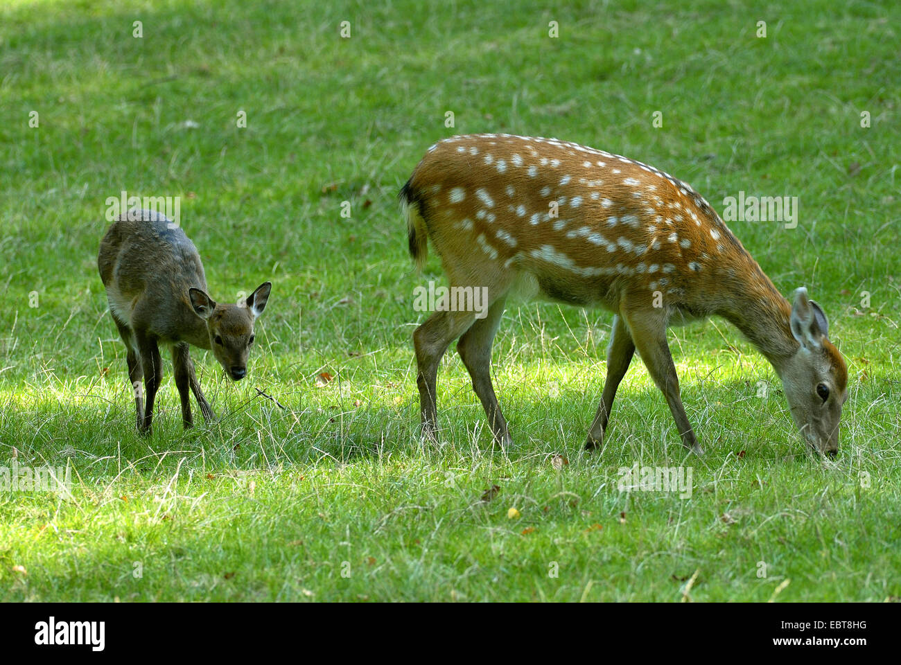 Dybowski sika deers hi-res stock photography and images - Alamy