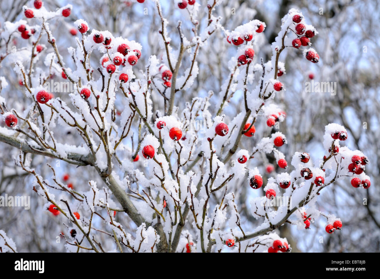 dog rose (Rosa canina), rose hips in Winter with snow, Germany Stock ...
