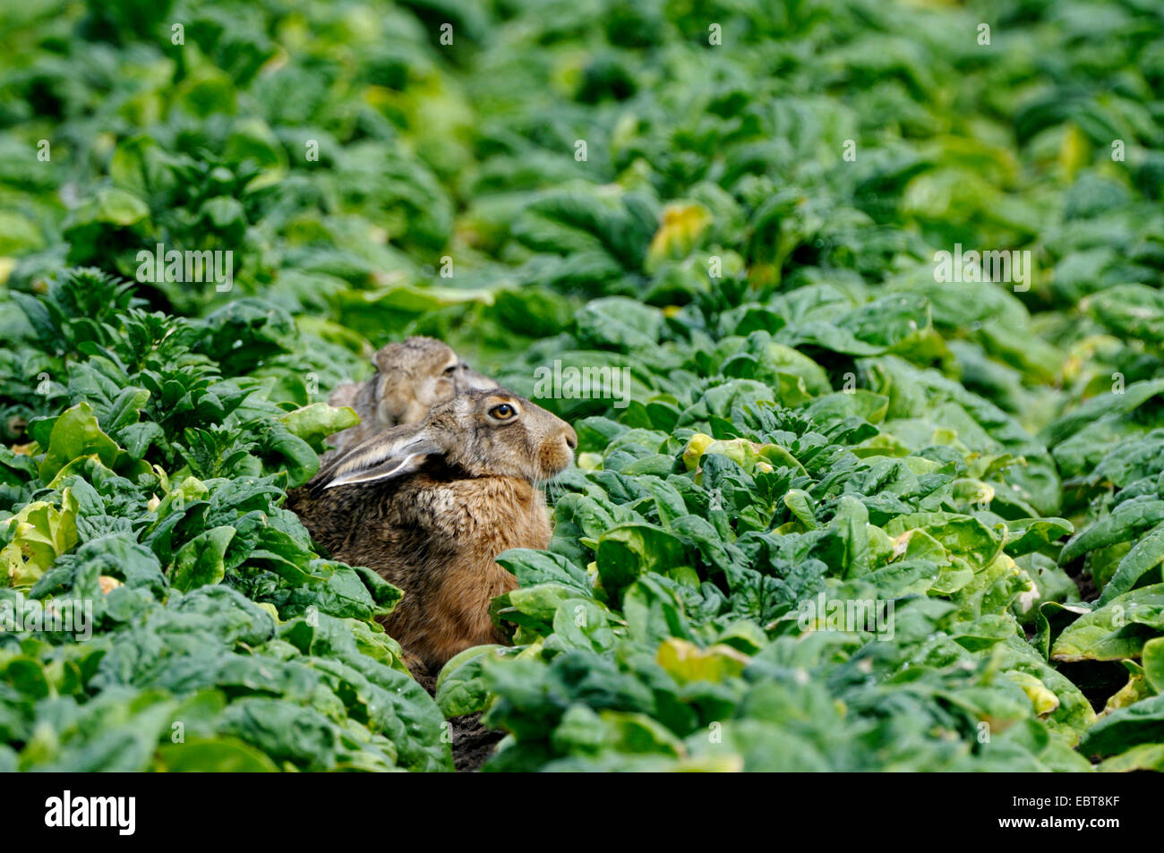 European hare (Lepus europaeus), two hares sitting hidden in a field ...