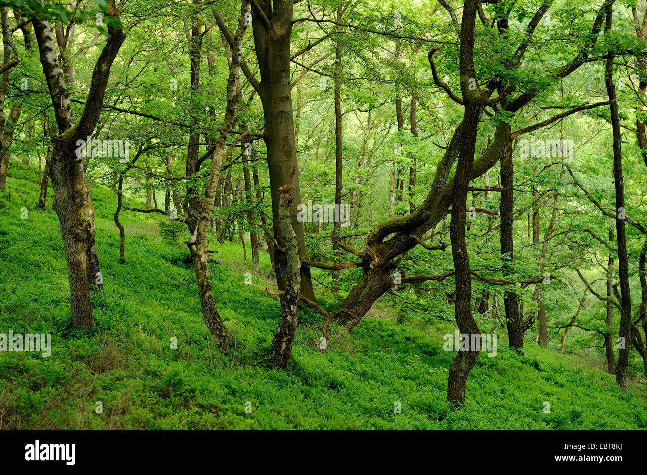 Coppice tree hi-res stock photography and images - Alamy