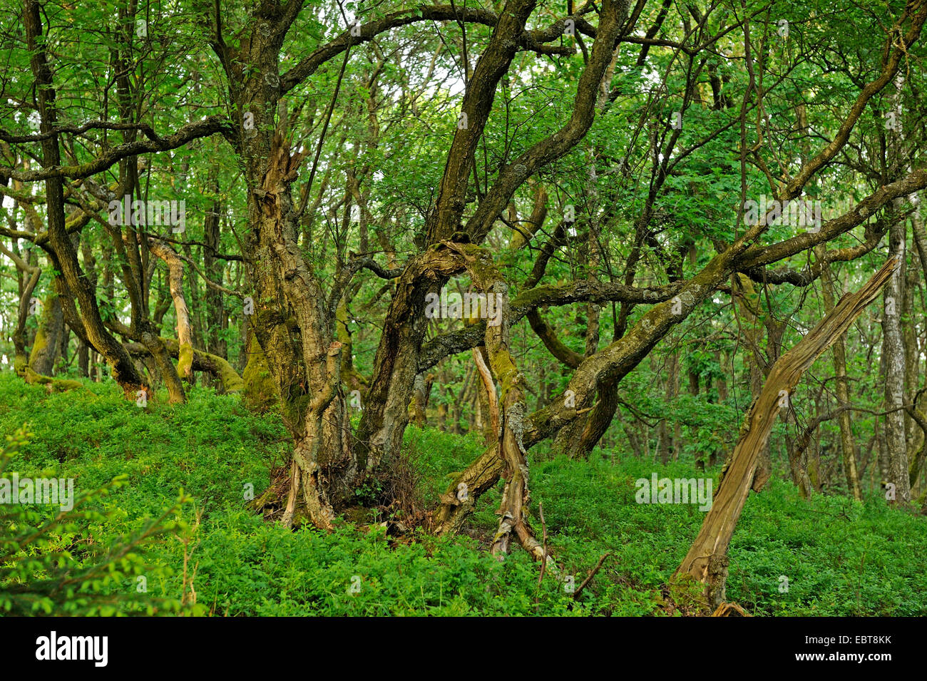 Coppice tree hi-res stock photography and images - Alamy
