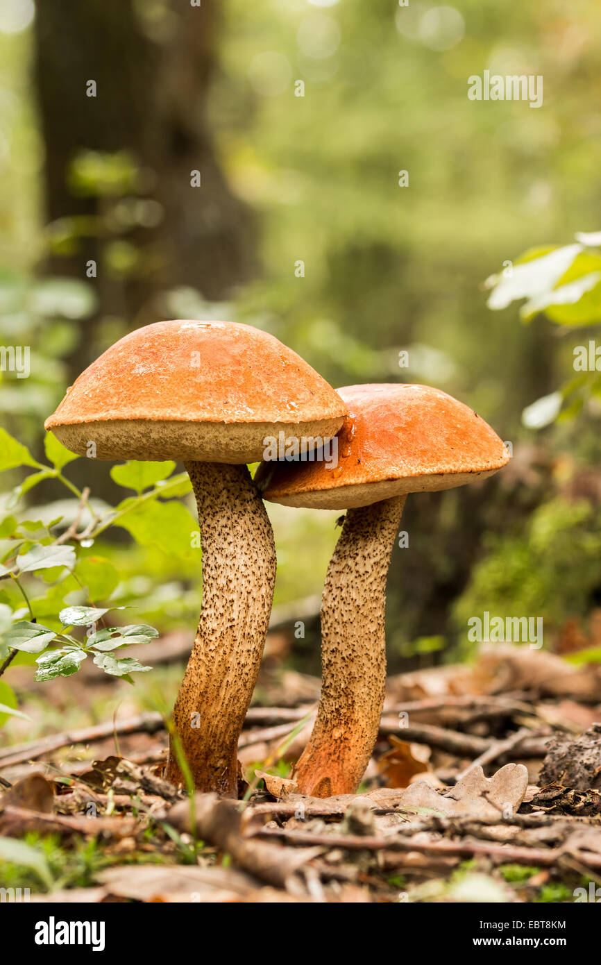 Edible mushrooms species,red-capped Stock Photo - Alamy