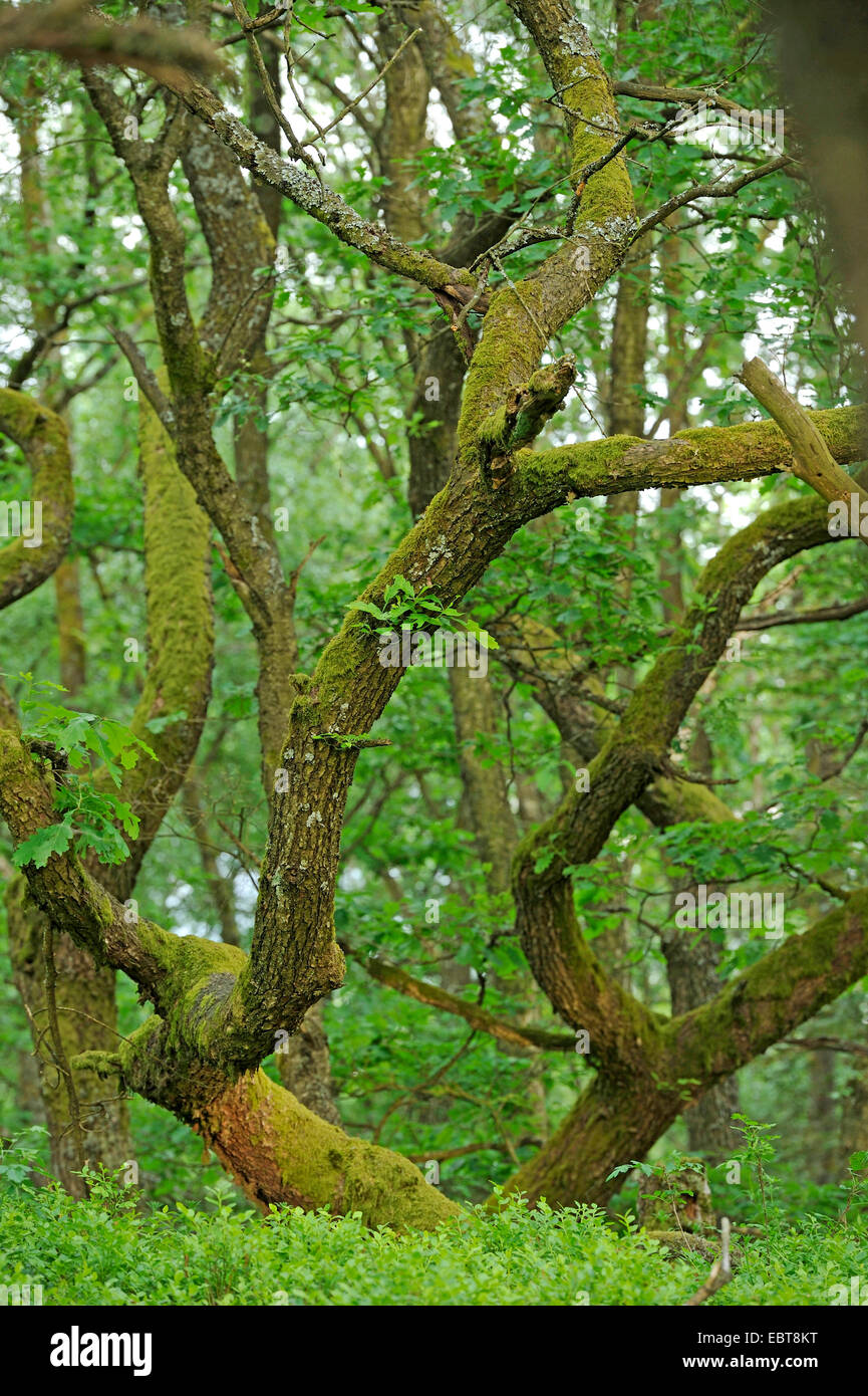 oak (Quercus spec.), coppice with oaks, Germany, North Rhine-Westphalia ...