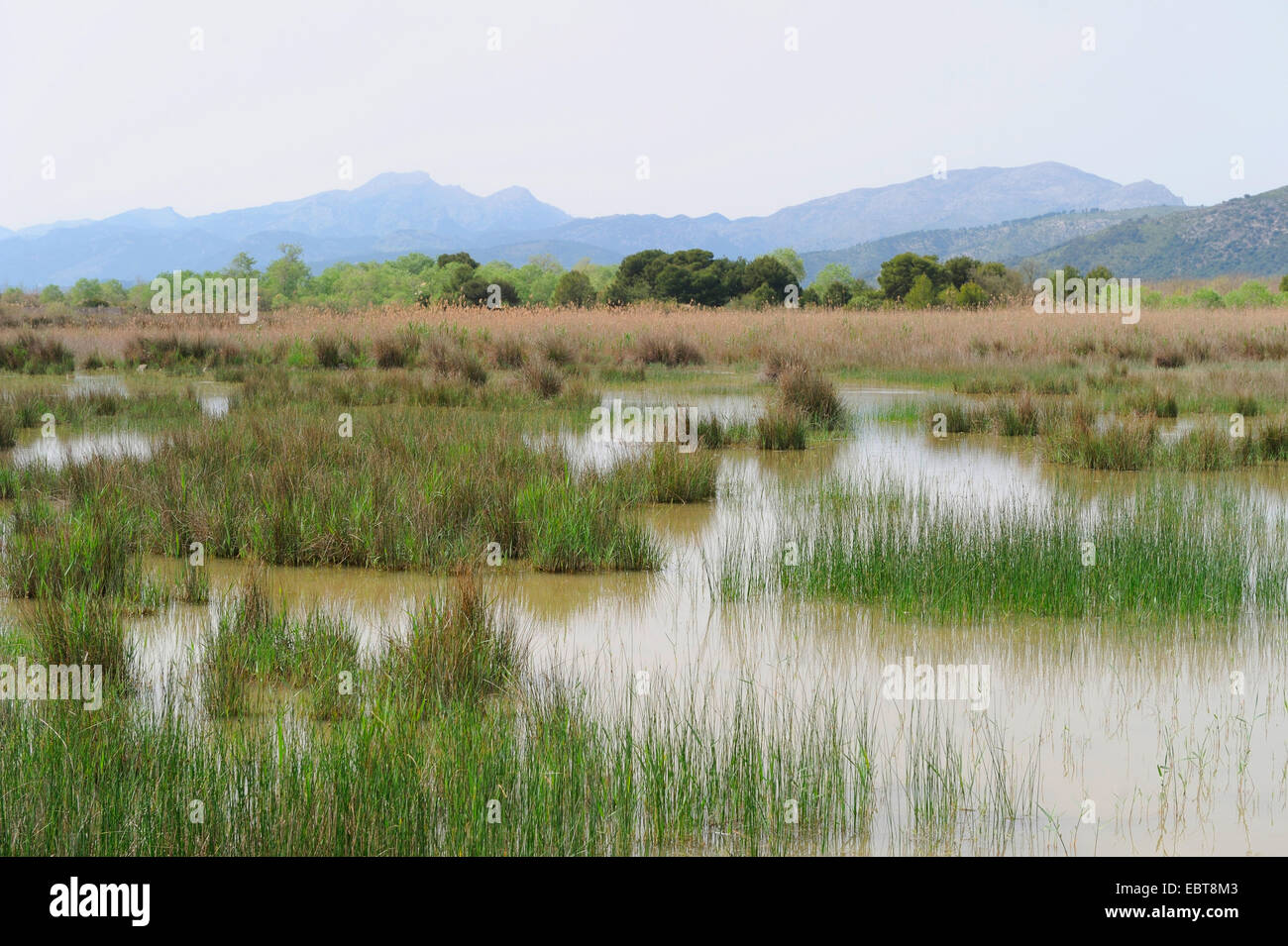 Parque natural de la albufera de mallorca hi-res stock photography and ...