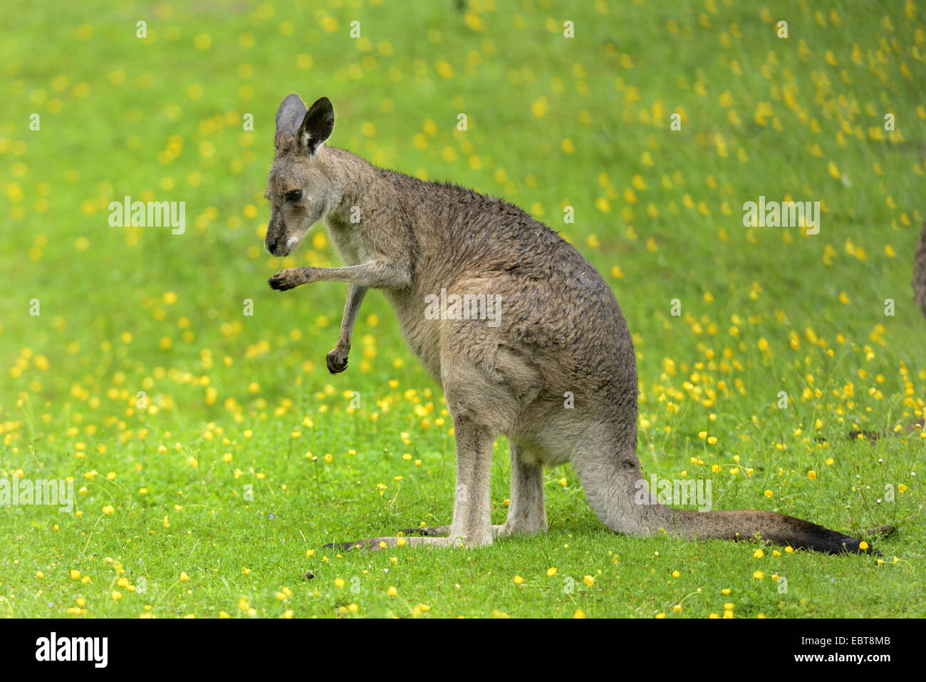 eastern gray kangaroo (Macropus giganteus), sitting in meadow Stock ...