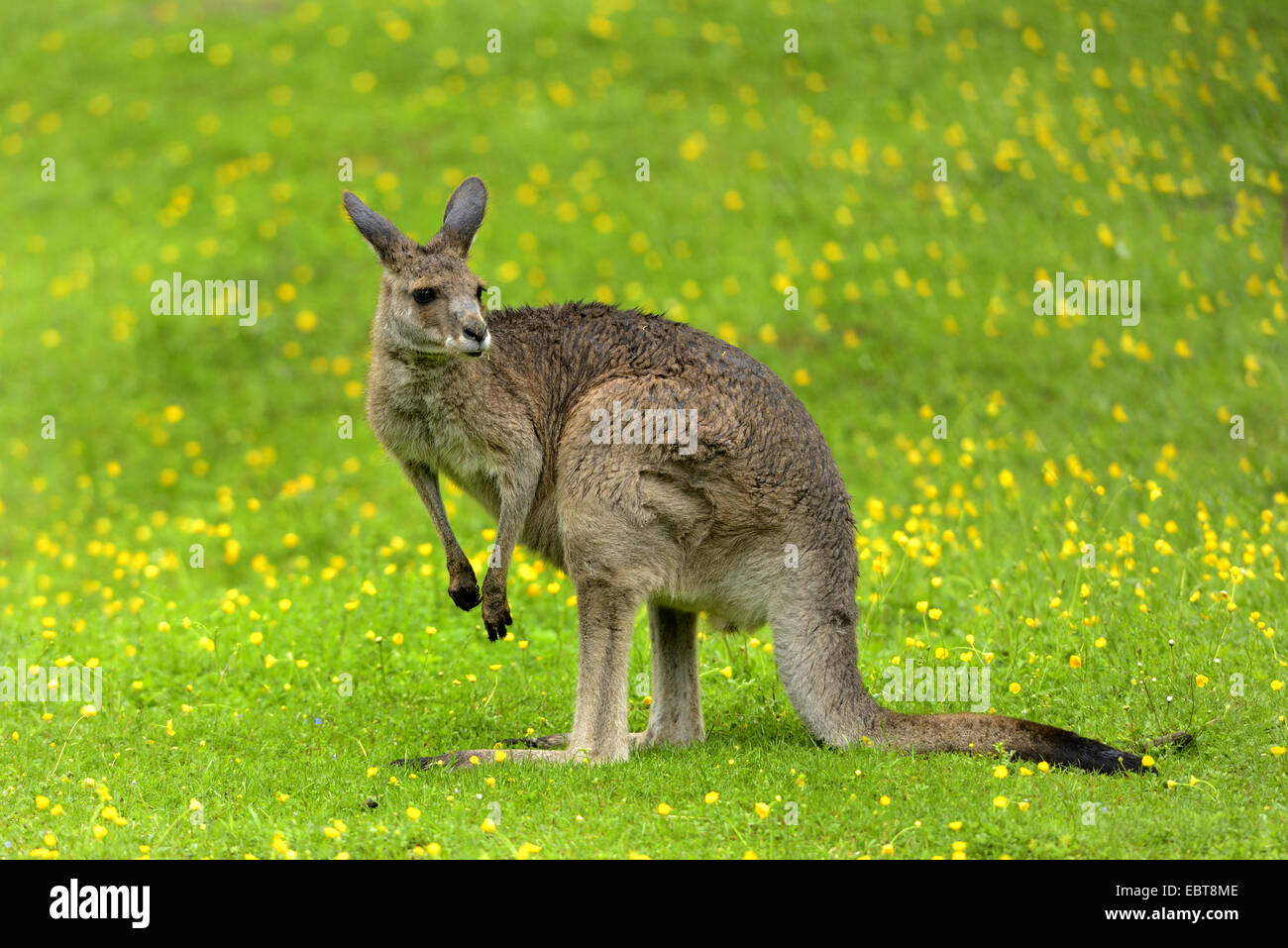 Kangaroo standing looking back hi-res stock photography and images - Alamy