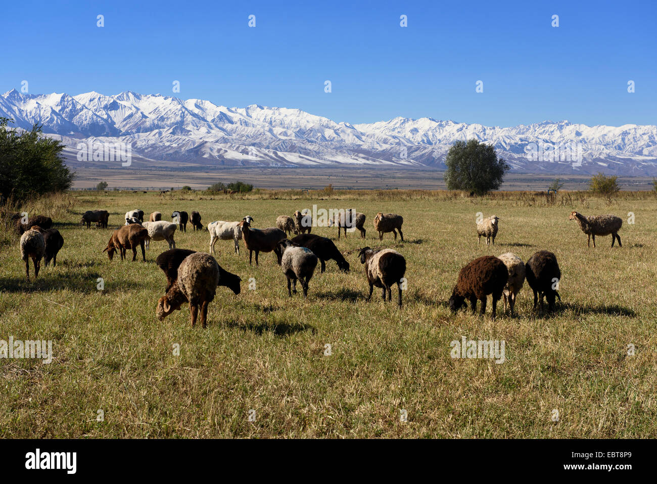 flock of sheep in the Shu Valley in front of Tianshan mountains ...