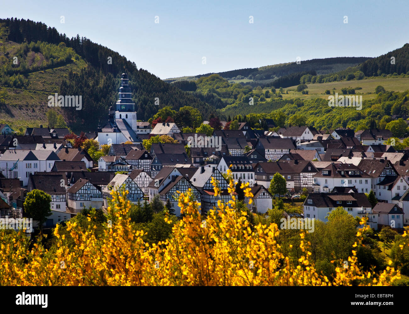 Scotch broom (Cytisus scoparius, Sarothamnus scoparius), panoramic view ...
