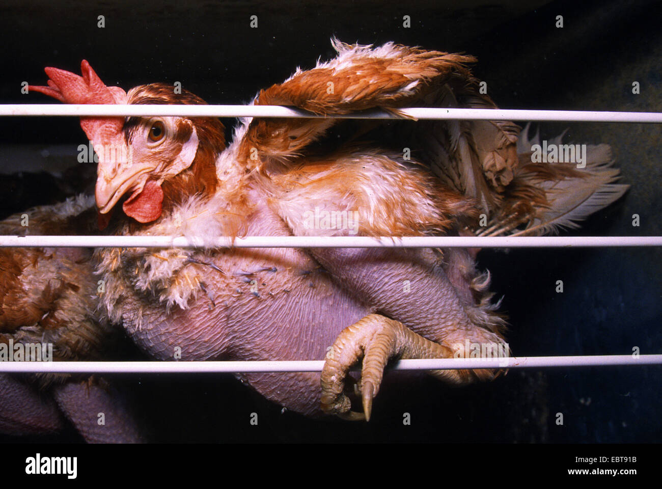 Battery cages hi-res stock photography and images - Alamy