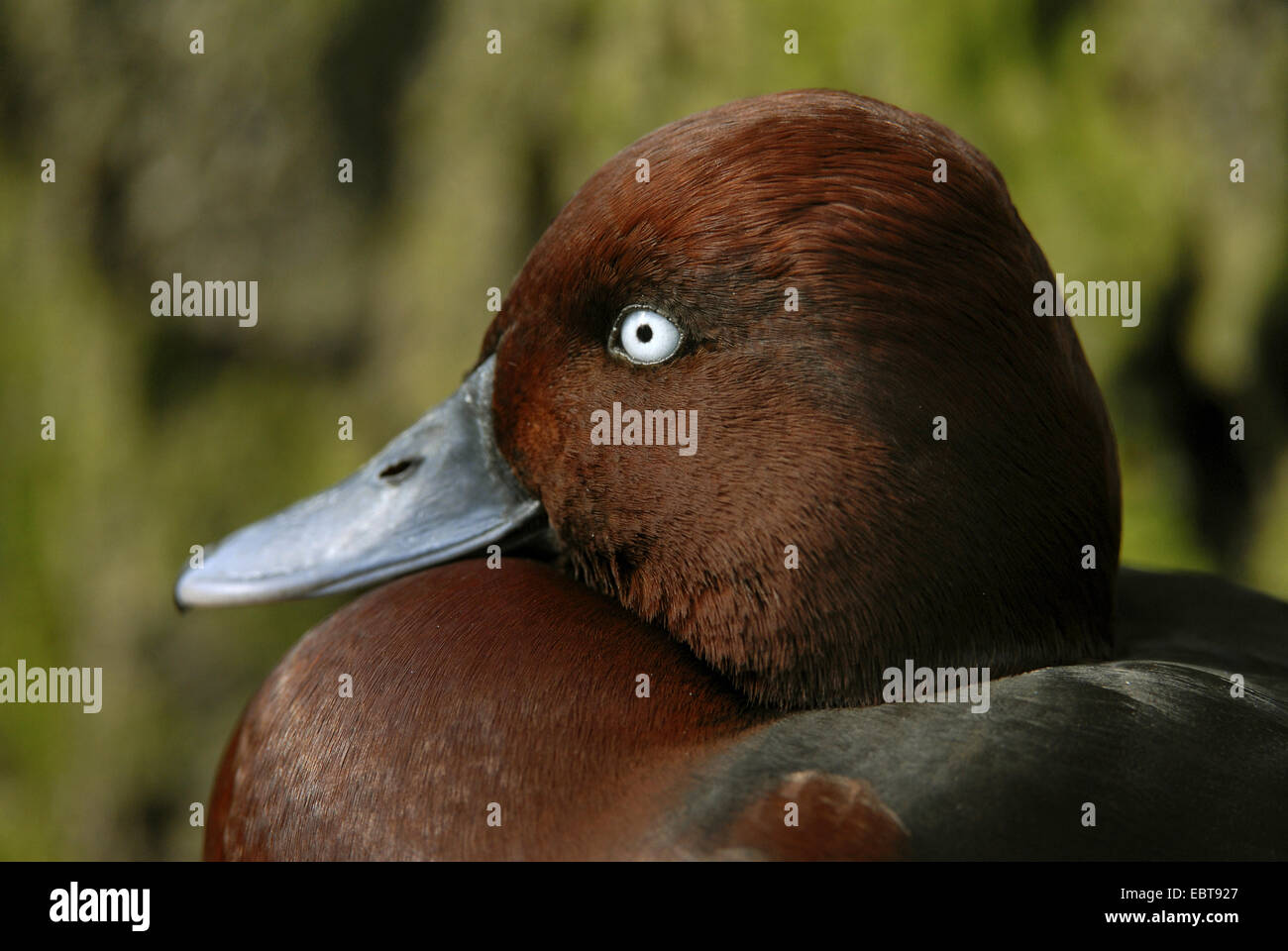 ferruginous duck (Aythya nyroca), portrait of a male, Germany Stock ...