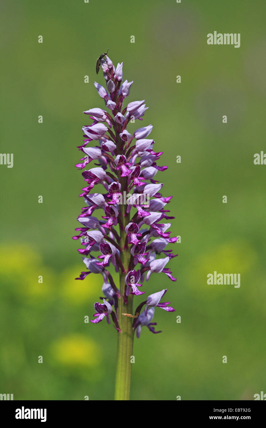 military orchid (Orchis militaris), inflorescence, Germany, Baden ...