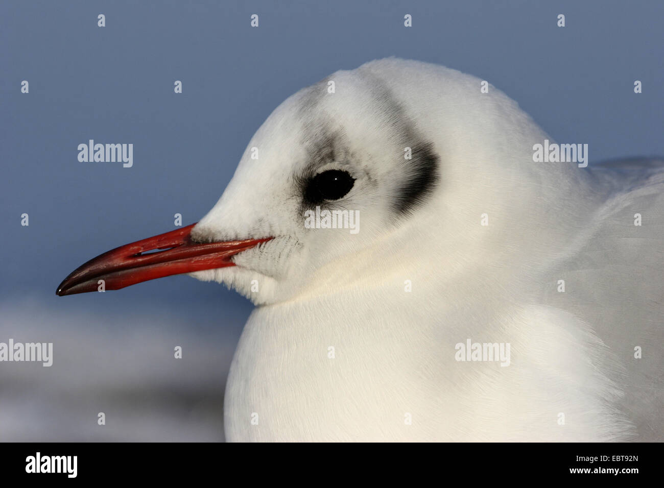 Black headed gulls in portrait format hi-res stock photography and ...