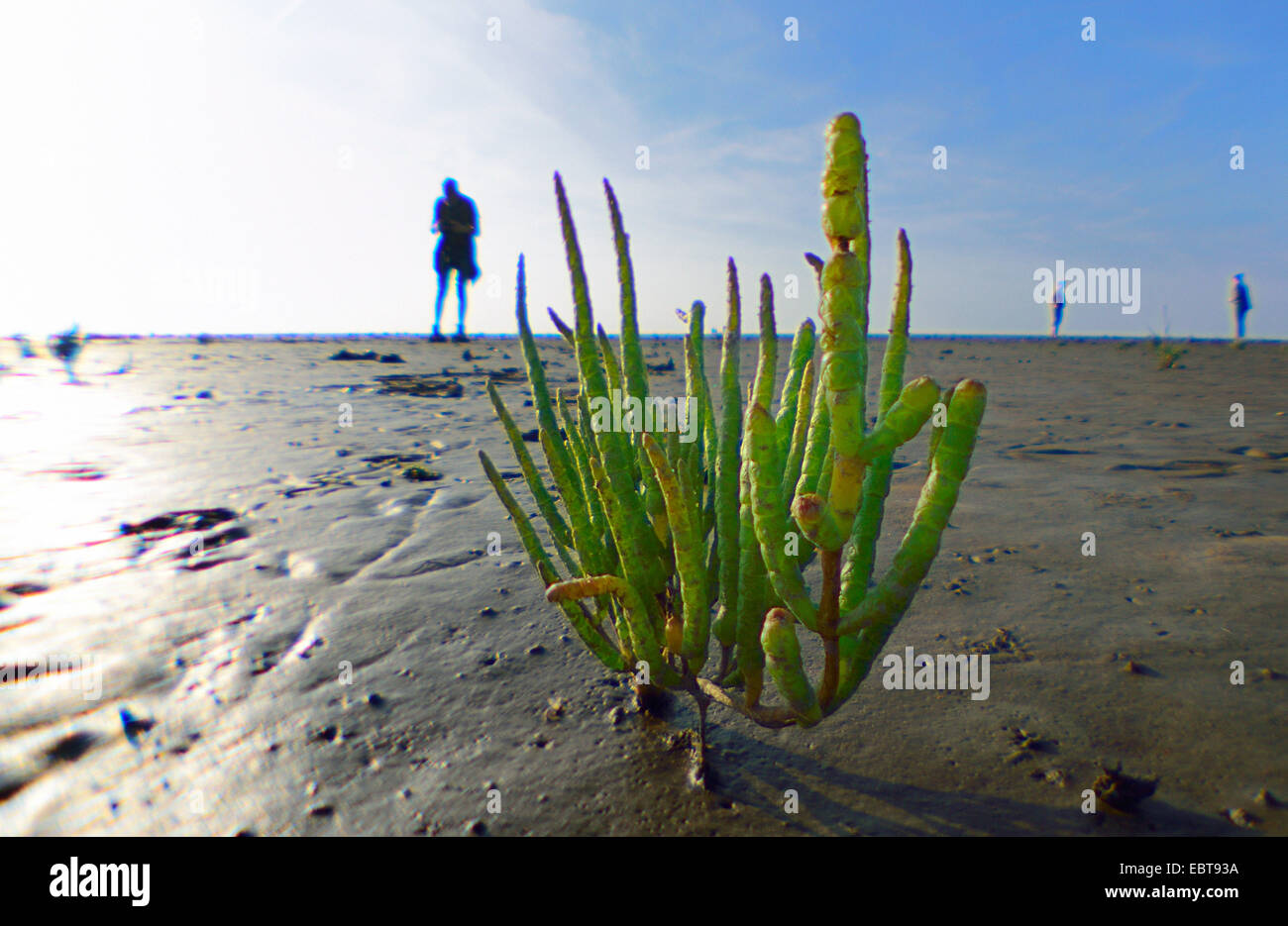 Grasswort hi-res stock photography and images - Alamy