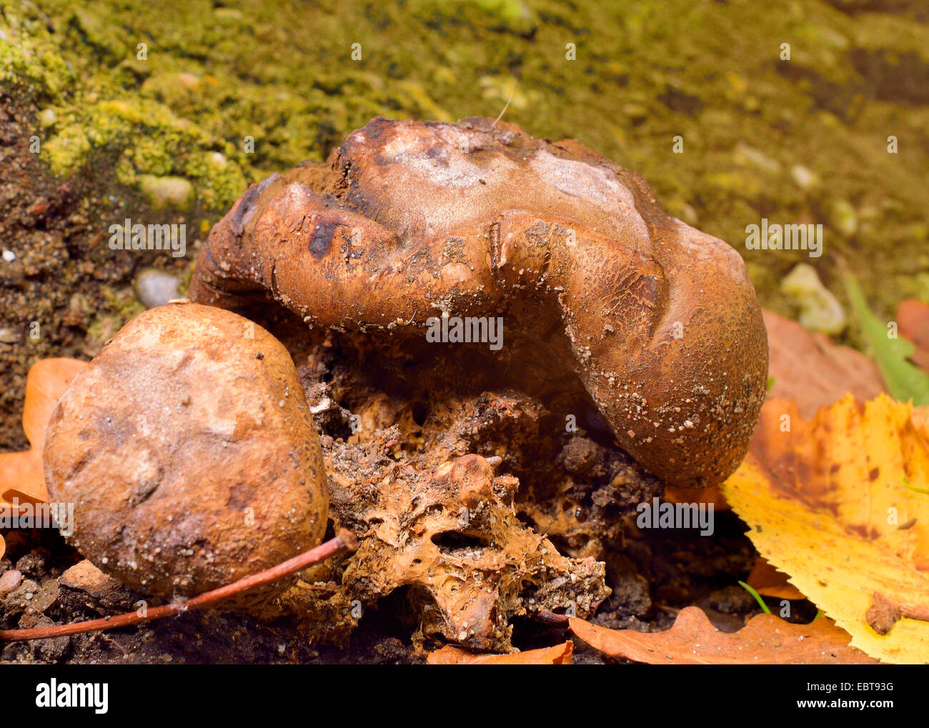 Leopard earthball fungus hi-res stock photography and images - Alamy