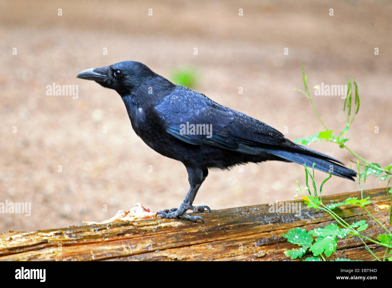 Single rail or a beam hi-res stock photography and images - Alamy