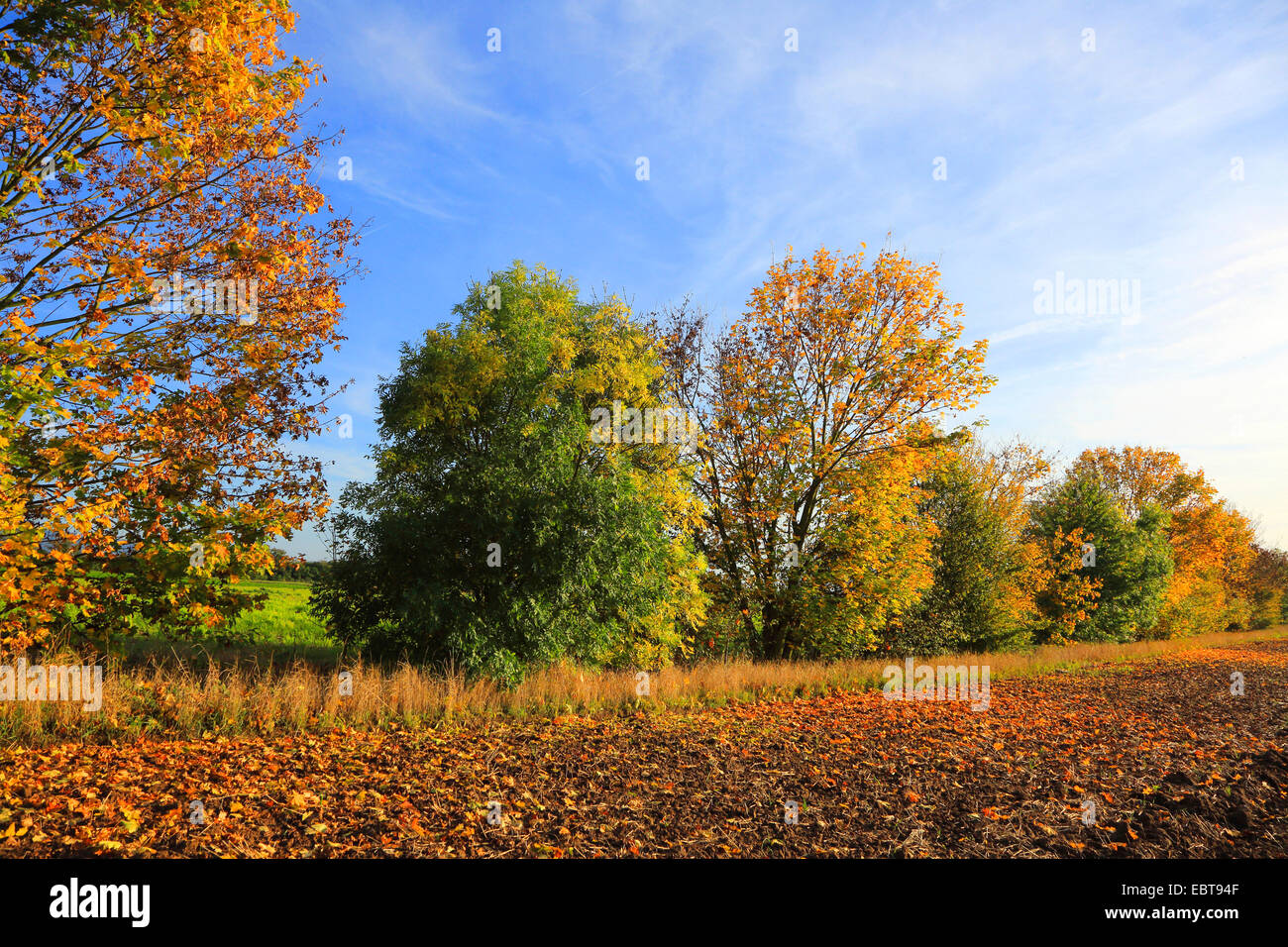 Field boundary hedges hi-res stock photography and images - Alamy