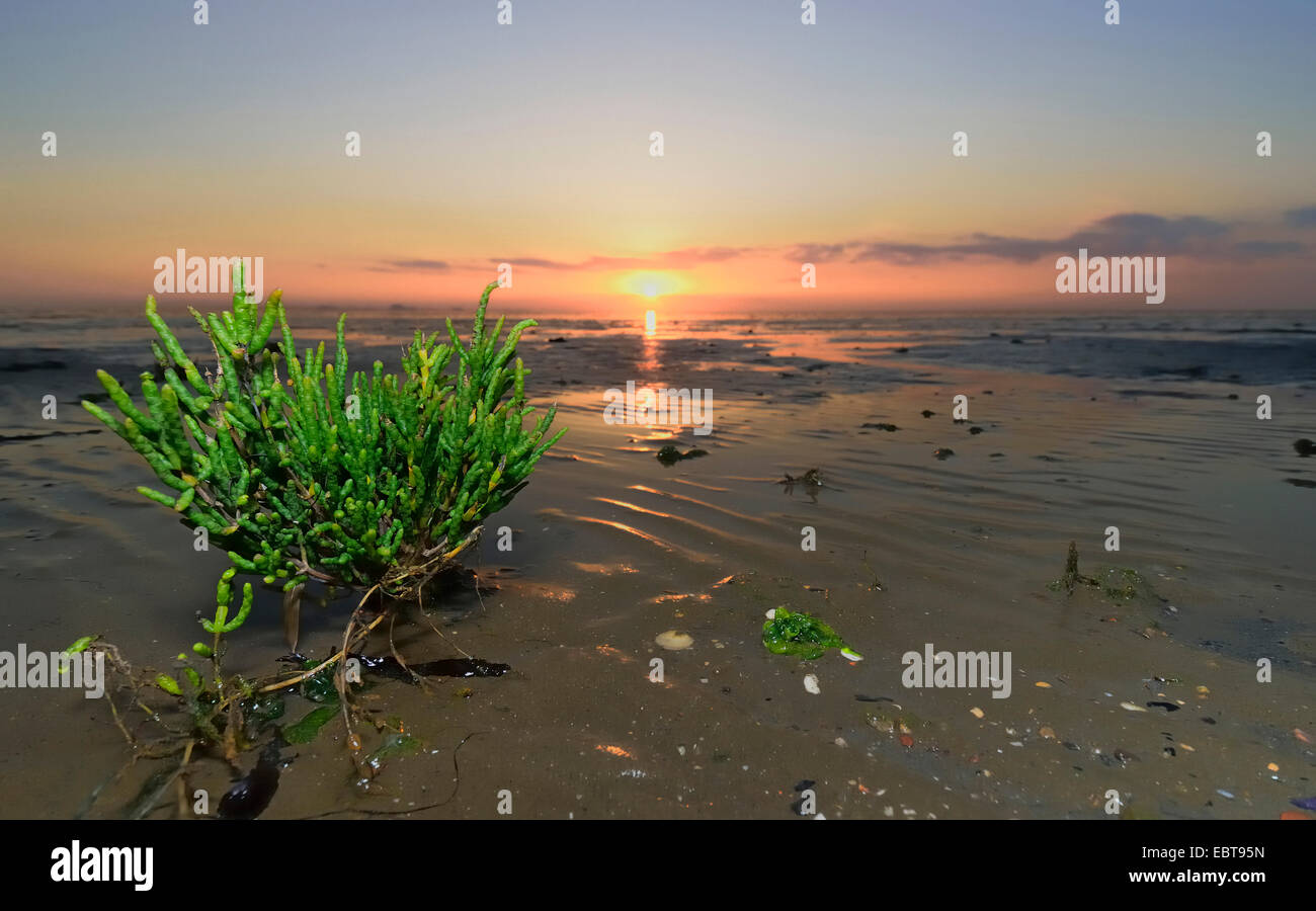 Slender grasswort, Glasswort, Common glasswort (Salicornia europaea agg ...