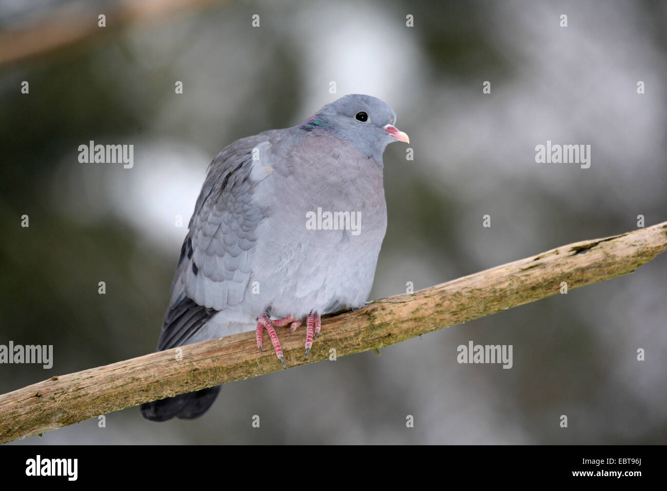 Full length stock pigeons pigeon hi-res stock photography and images ...