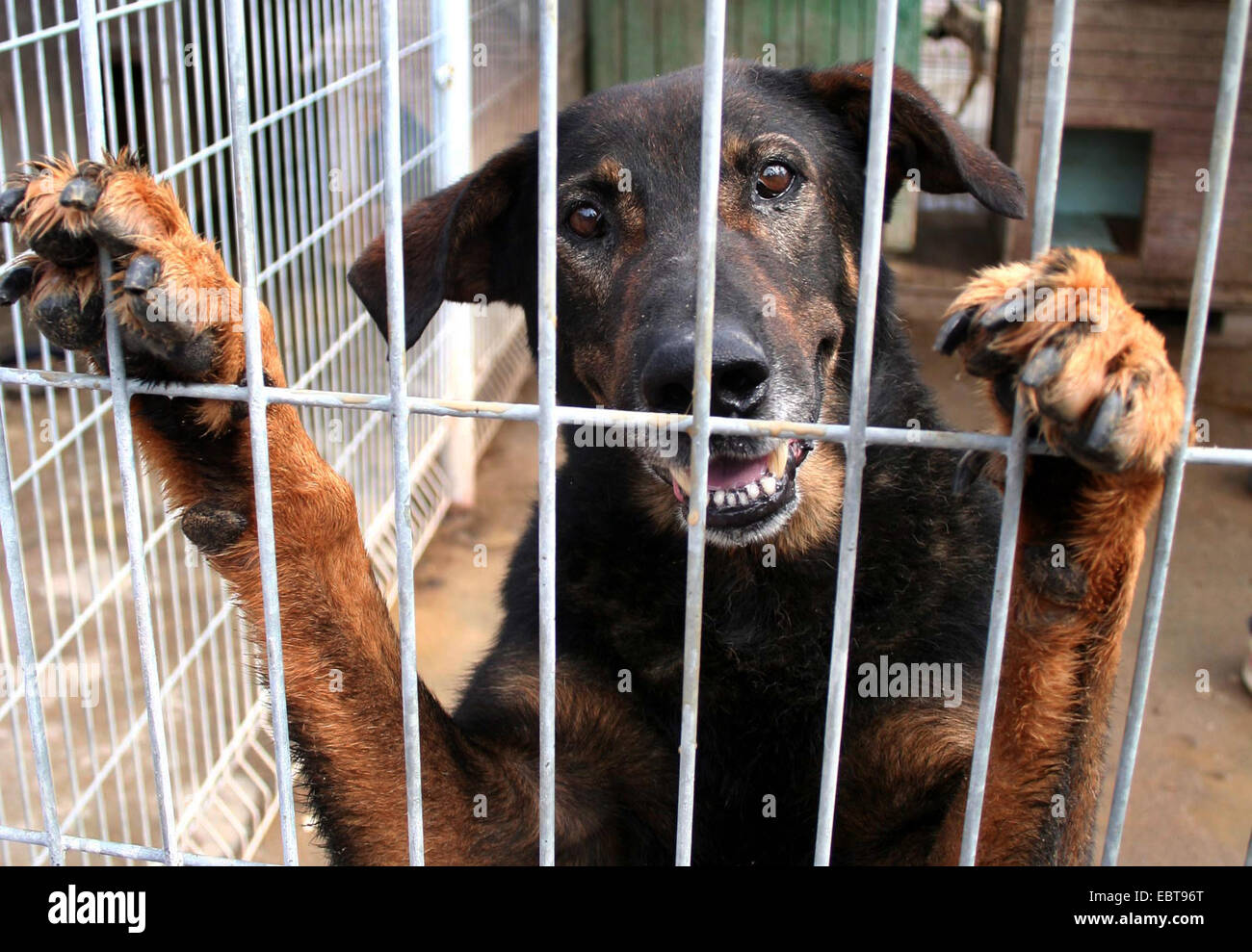 , dog in a kennel, Germany Stock Photo - Alamy