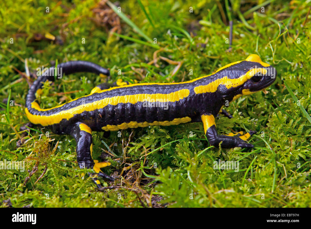 European fire salamander (Salamandra salamandra terrestris), sitting in ...