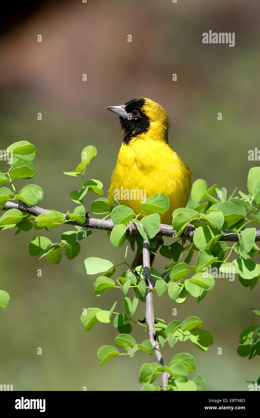 Kenyan weaver hi-res stock photography and images - Alamy
