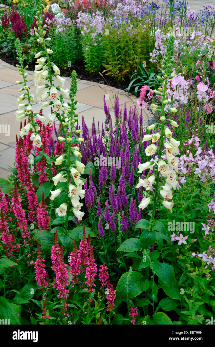 Close up of flowers in the border of a reflective garden Stock Photo ...