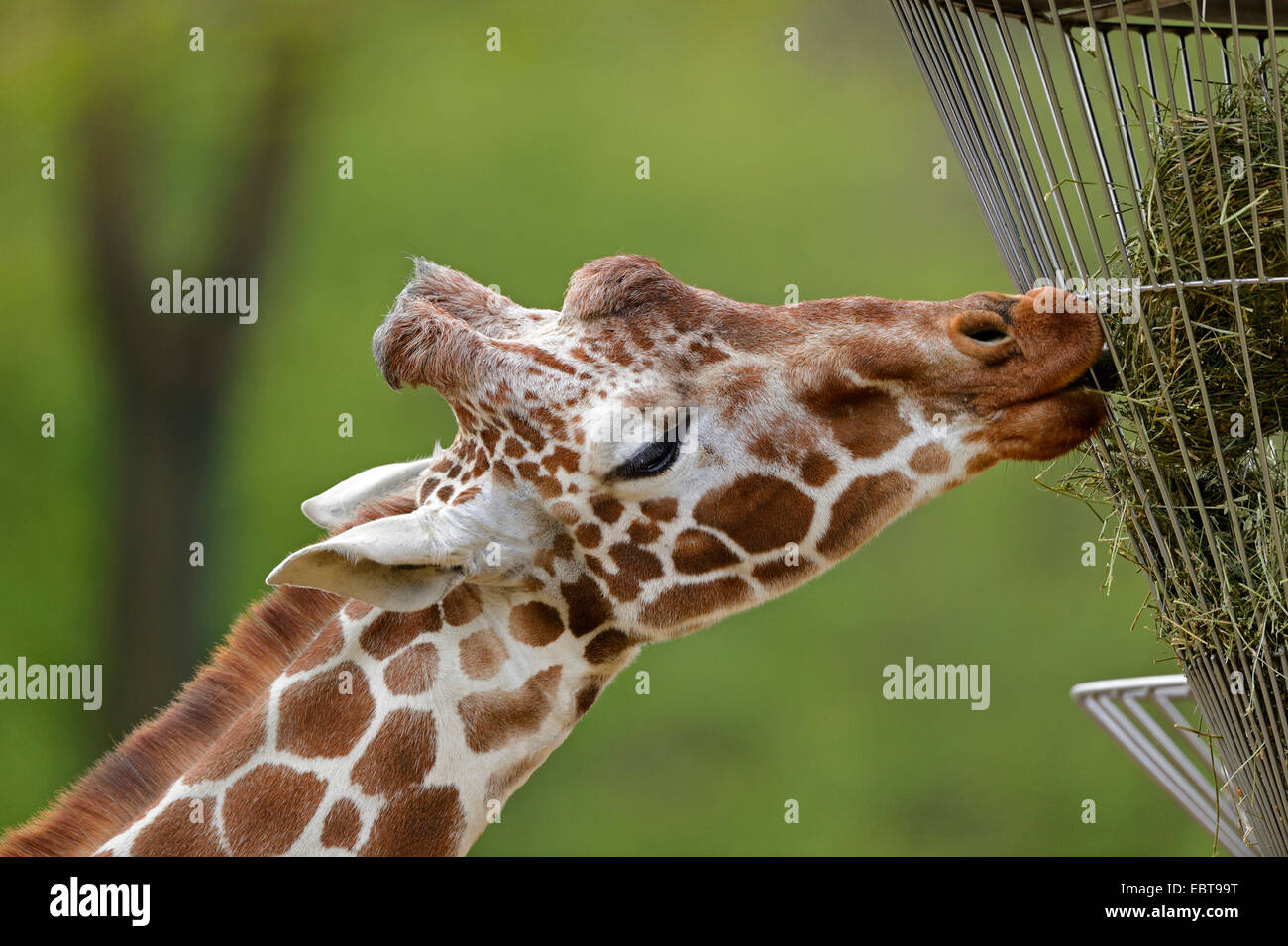 reticulated giraffe (Giraffa camelopardalis reticulata), feeding hay ...