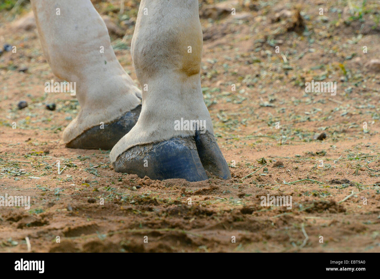 Giraffe feet hi-res stock photography and images - Alamy