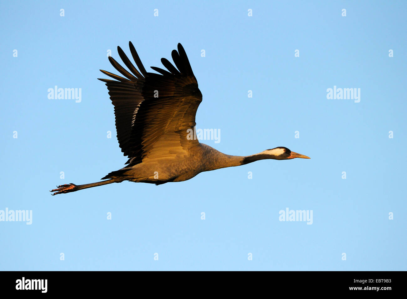 Common cranes grus one hi-res stock photography and images - Alamy