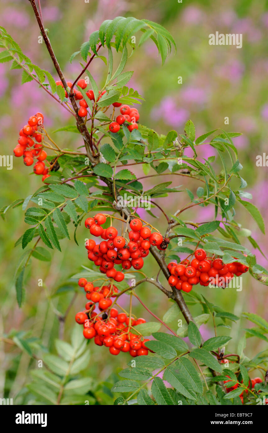 European mountain-ash, rowan tree (Sorbus aucuparia), branch with ...