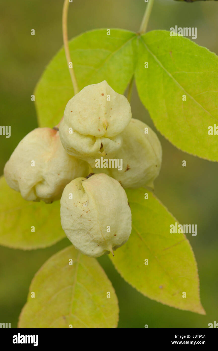 Bladdernut, European Bladdernut (Staphylea pinnata), fruiting Stock ...
