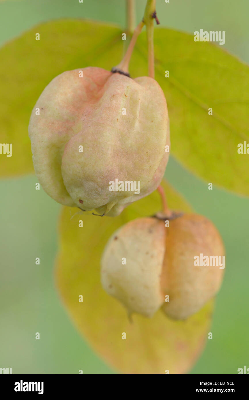 Bladdernut, European Bladdernut (Staphylea pinnata), fruits Stock Photo ...