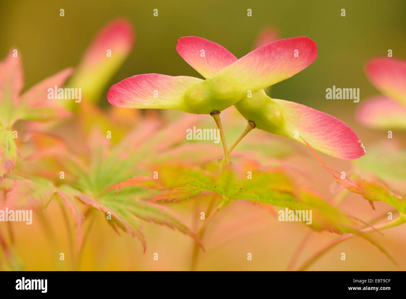 Japanese maple (Acer palmatum), fruits on a branch Stock Photo - Alamy