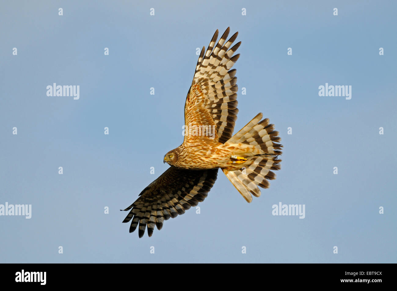 Hen harrier in flight hi-res stock photography and images - Alamy